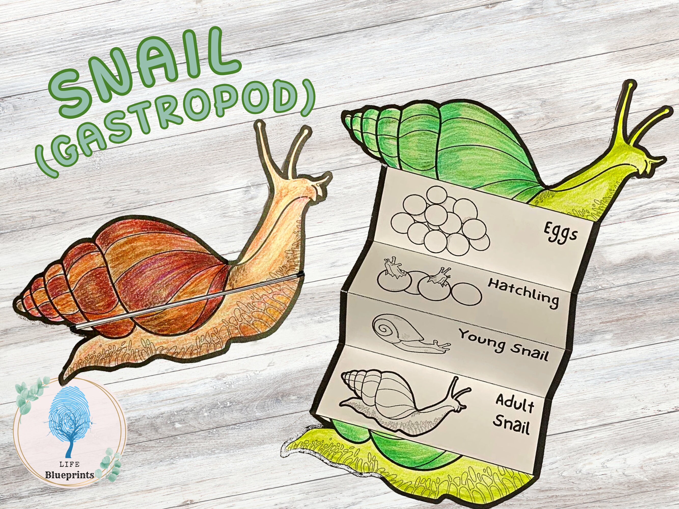 INSECTS Life Cycle Bundle of 4 Discounts With Bundle Learning Activity ...