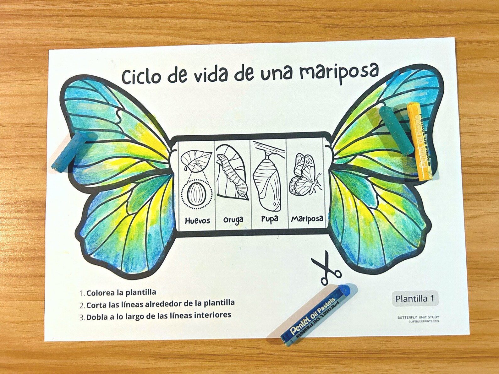 SPANISH Life Cycle of a Monarch Butterfly Foldable Life Cycle Craft ...