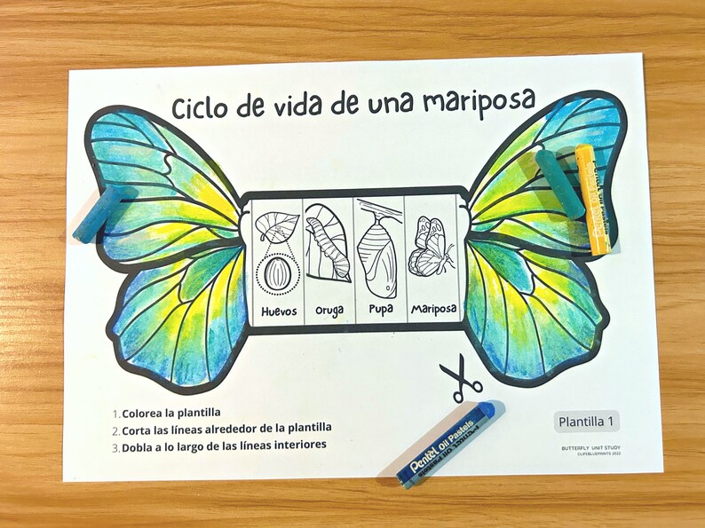 SPANISH Life Cycle of a Monarch Butterfly Foldable Life Cycle Craft ...