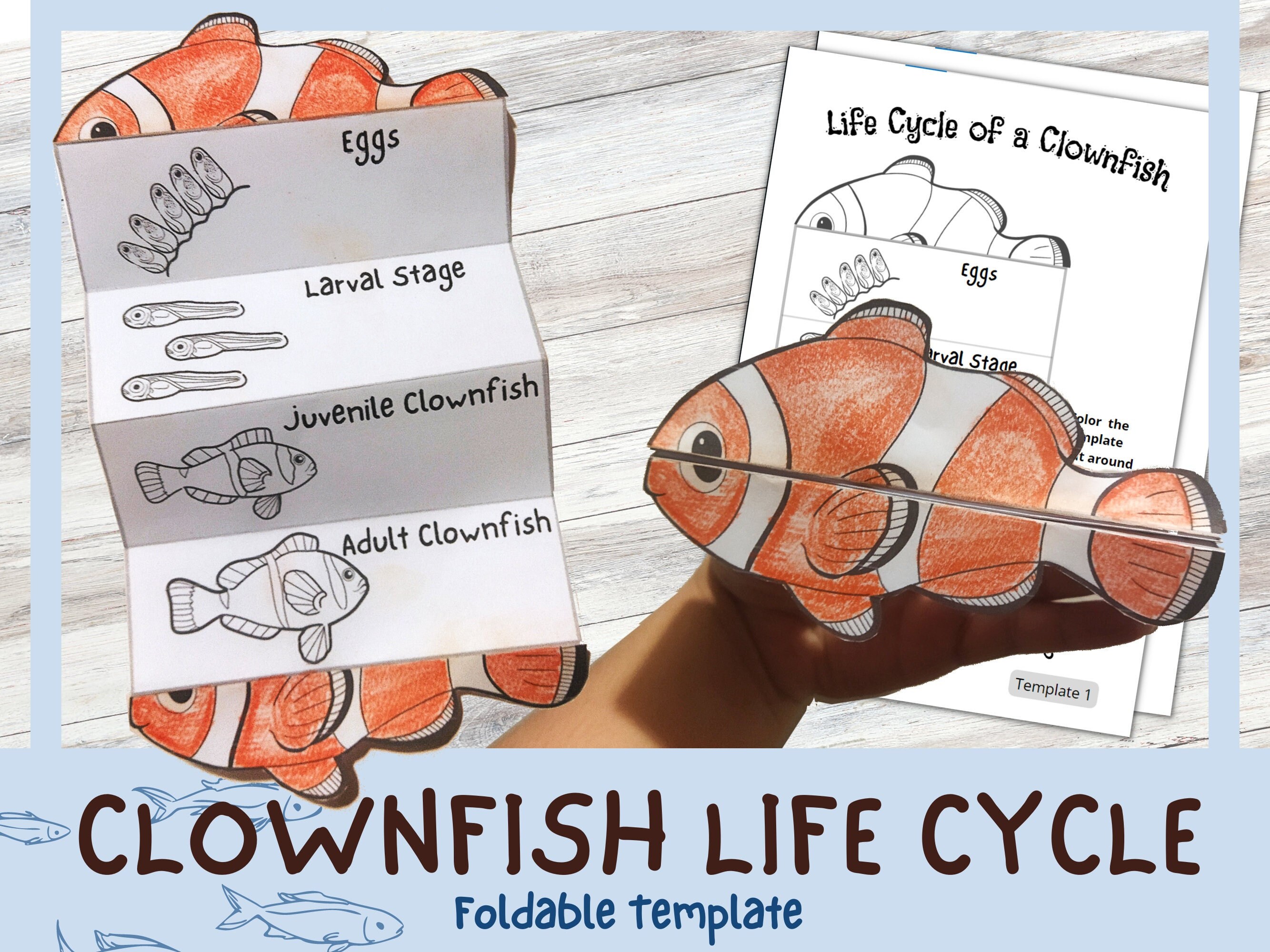 Foldable Clownfish Life Cycle Learning Activity for Kids A4 and 11x8.5 ...