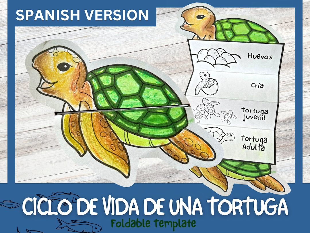 SPANISH Turtle Life Cycle Learning Activity for Kids | Montessori ...