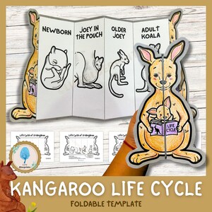 Kangaroo Life Cycle Activity for Kids | Foldable Craft | Australian ...