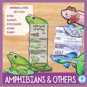 Foldable Life Cycle Bundle of 35 Templates | Discounts With Bundle ...