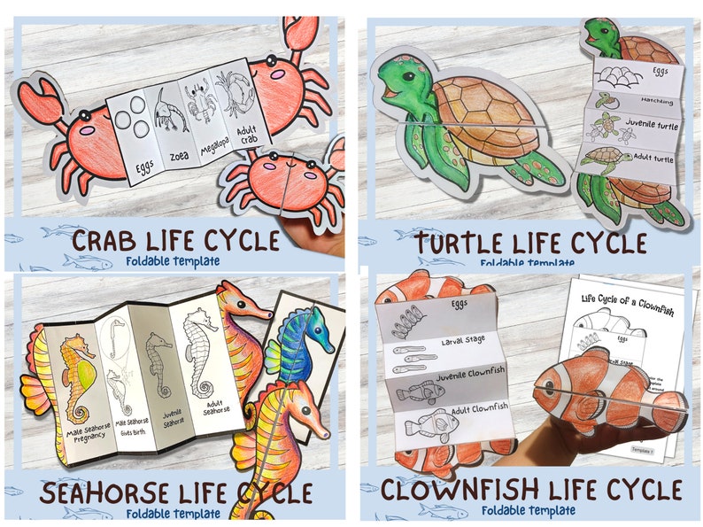 Marine Life Cycle Bundle of 6 Templates Ocean Discounts With Bundle ...