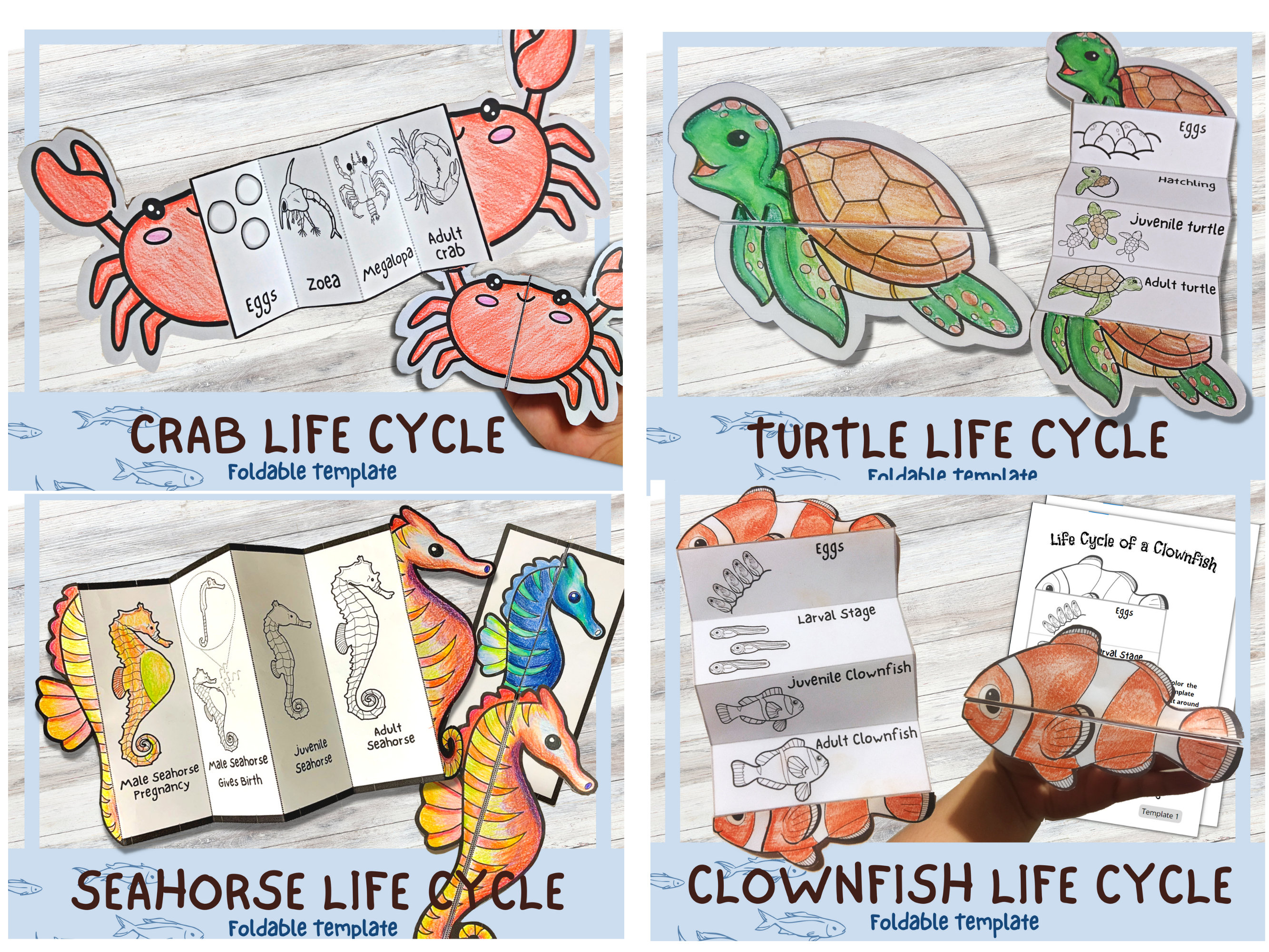 Marine Life Cycle Bundle of 6 Templates Ocean Discounts With Bundle ...