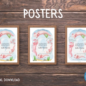 Axolotl Life Cycle Unit Study | Includes Posters, Flashcards ...