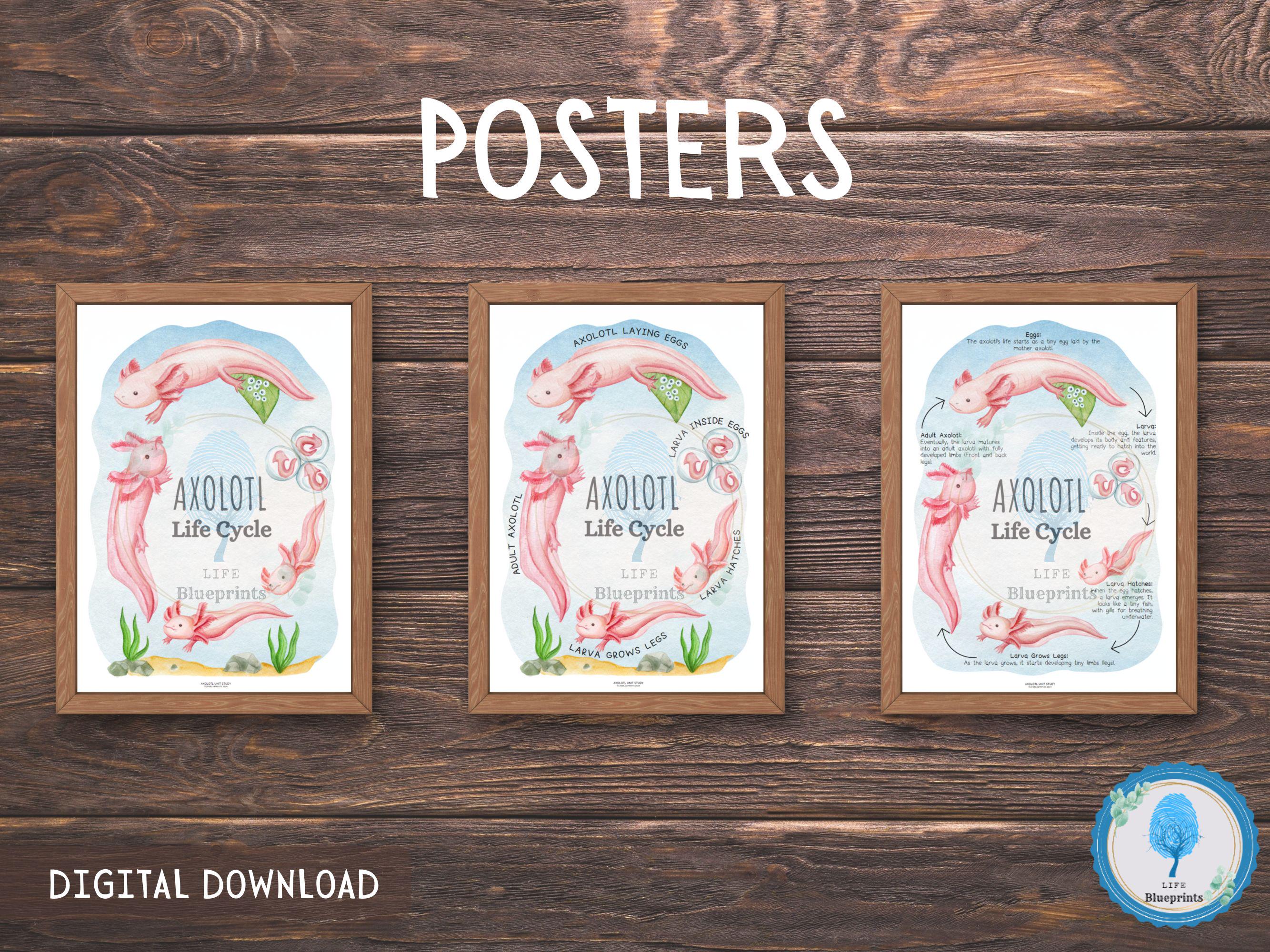 Axolotl Life Cycle Unit Study Includes Posters, Flashcards, Worksheets ...