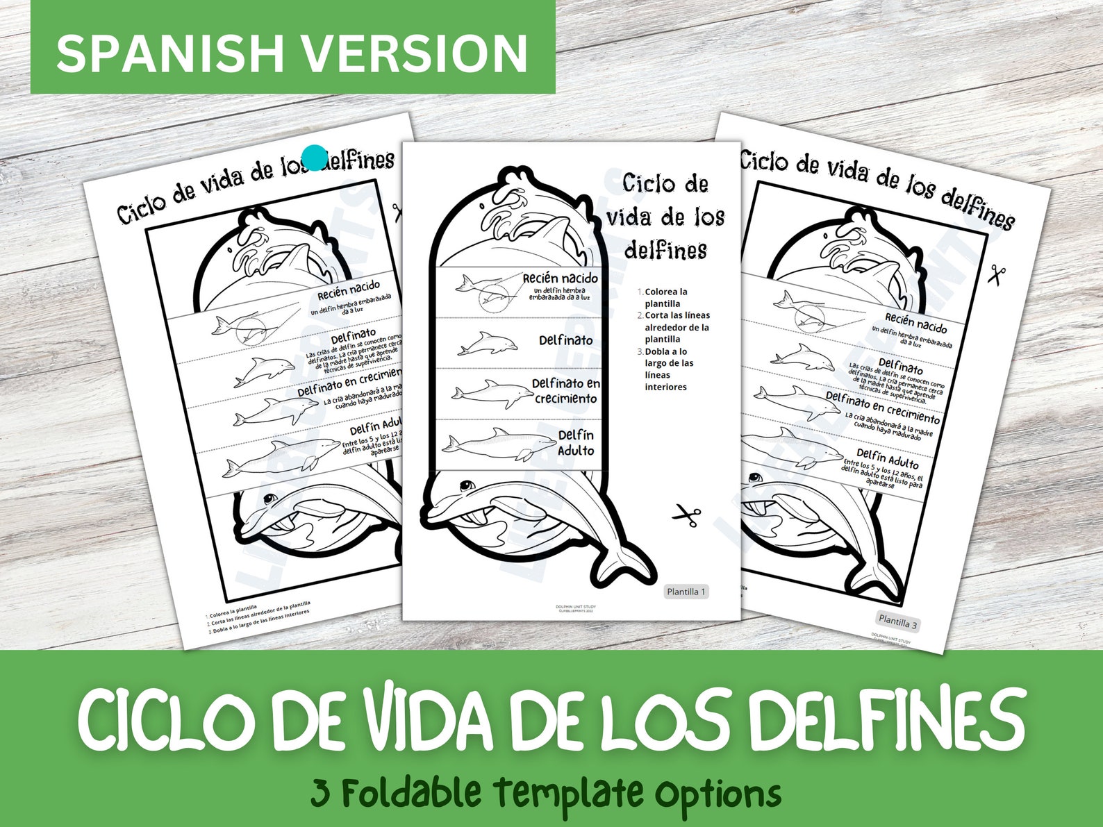 SPANISH Dolphin Life Cycle Learning Activity for Kids | A4 and 11x8.5 ...