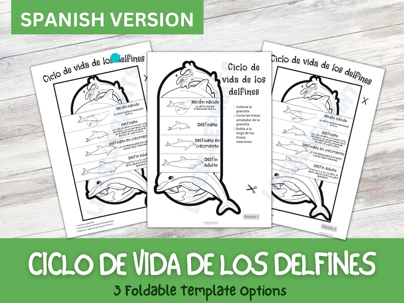 SPANISH Dolphin Life Cycle Learning Activity for Kids | A4 and 11x8.5 ...