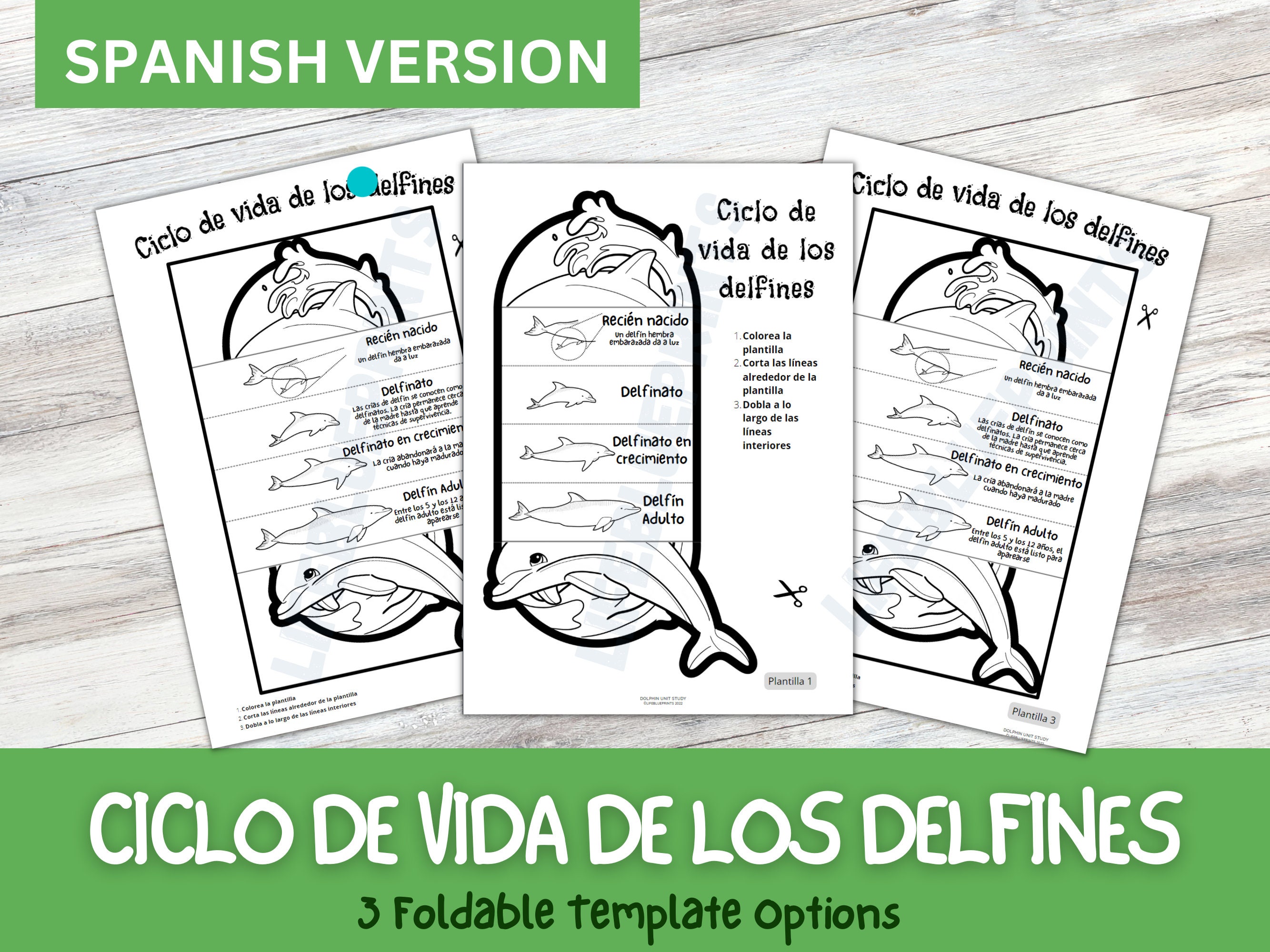 SPANISH Dolphin Life Cycle Learning Activity for Kids | A4 and 11x8.5 ...