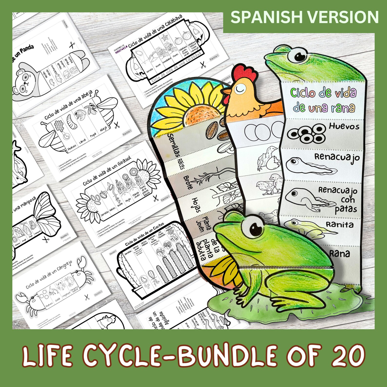 SPANISH Foldable Life Cycle Bundle of 20 Templates Discounts With ...