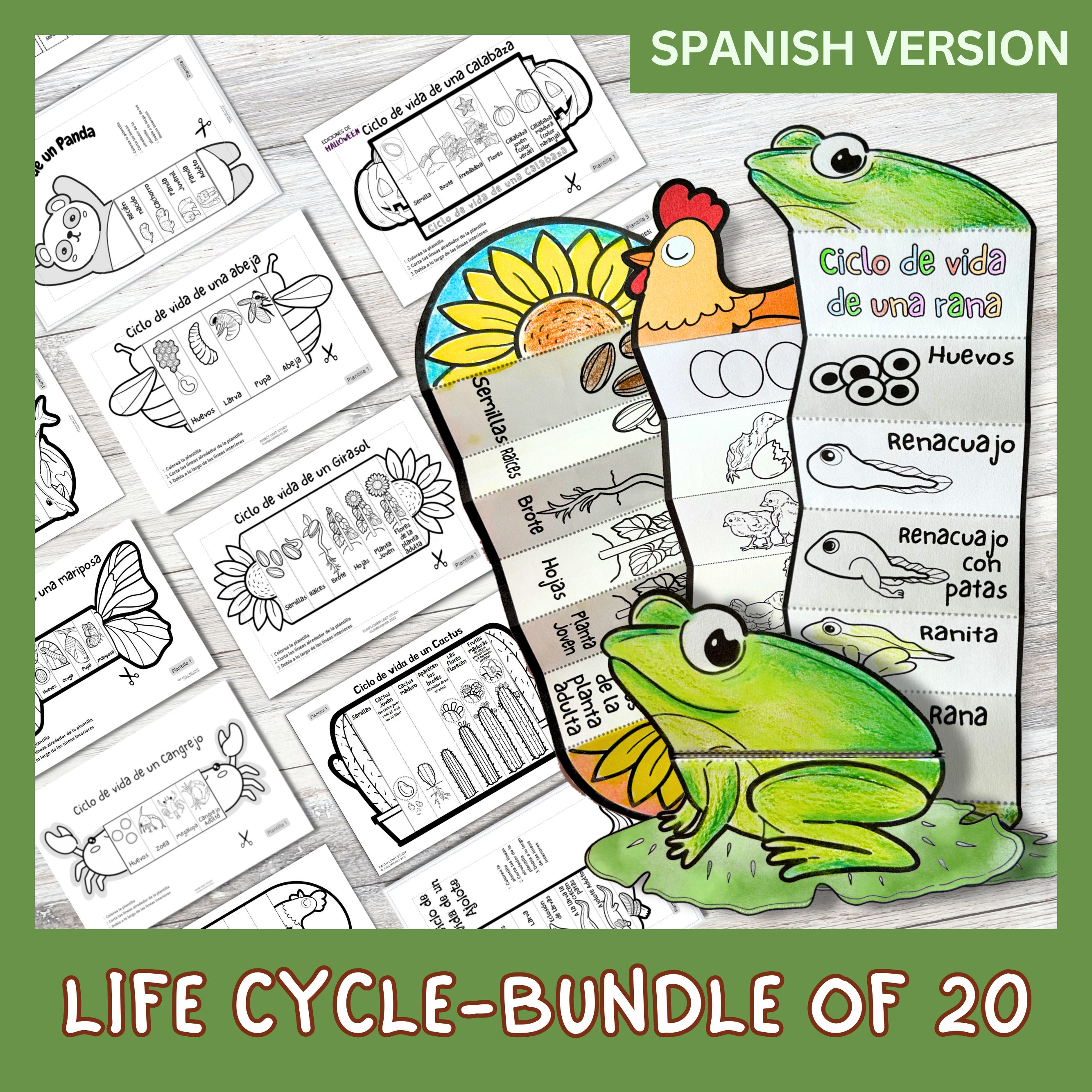 SPANISH Foldable Life Cycle Bundle of 20 Templates | Discounts With ...