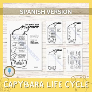 SPANISH Capybara Life Cycle Learning Activity for Kids | A4 and 11x8.5 ...