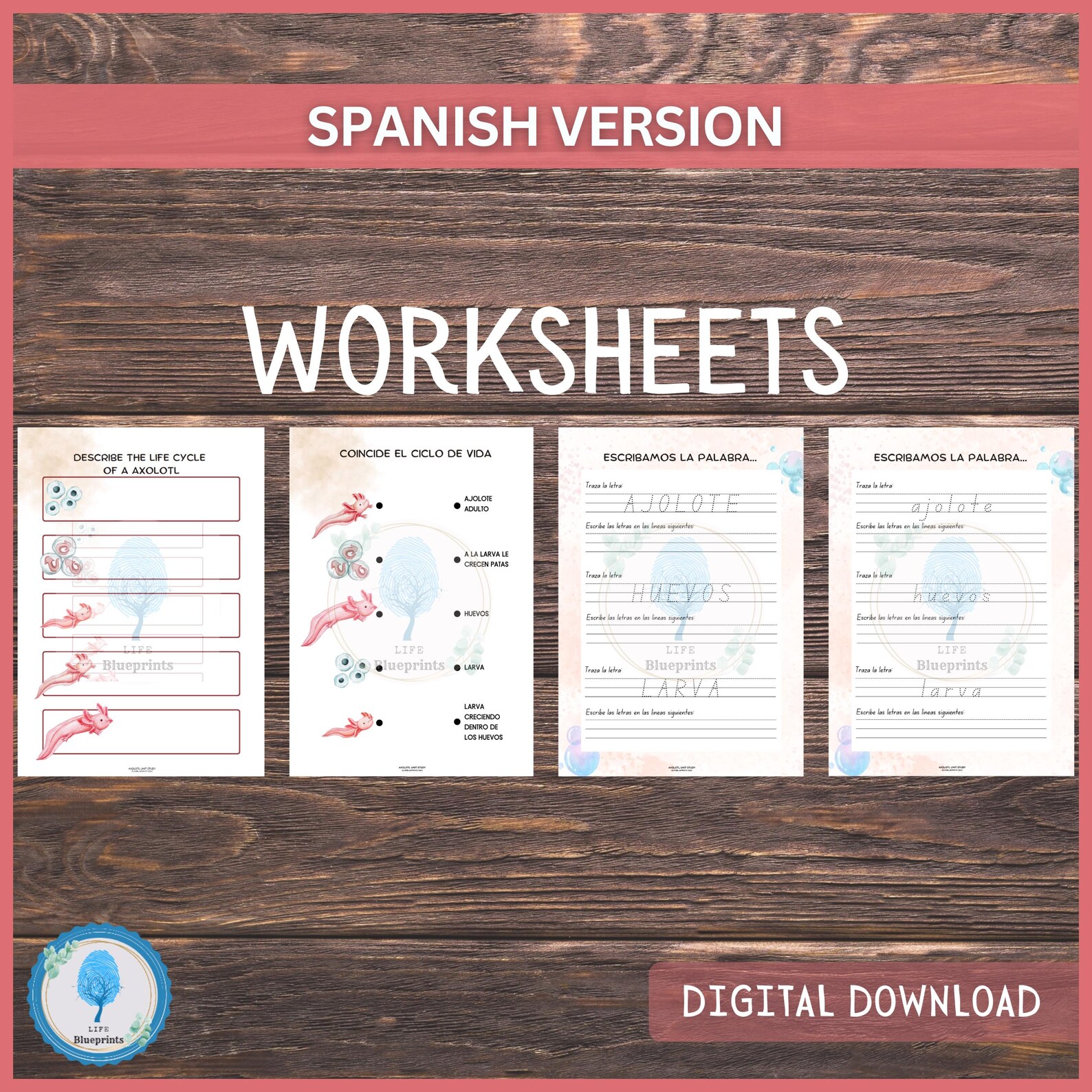 SPANISH Axolotl Life Cycle Unit Study Includes Posters, Flashcards ...