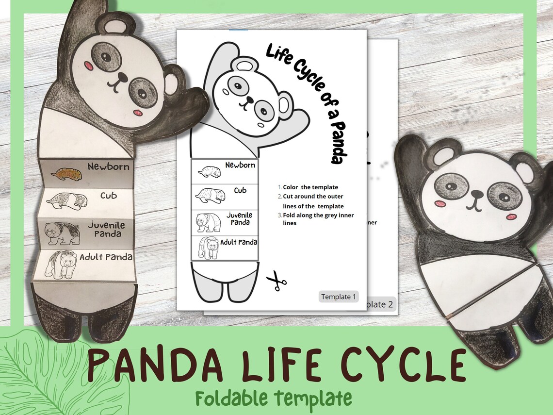 Panda Life Cycle Learning Activity for Kids Foldable A4 and 11x8.5 Inch ...