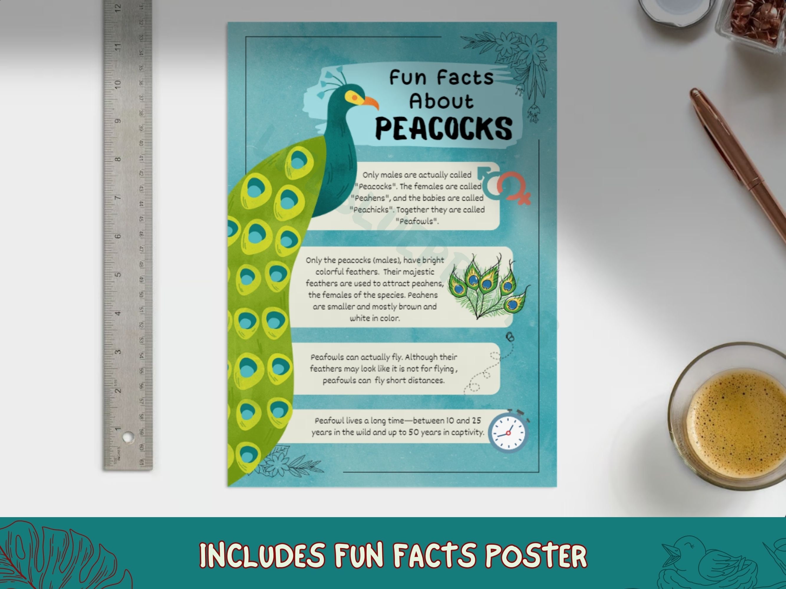 Foldable Peacock Life Cycle Learning Activity for Kids Bird Unit Study ...