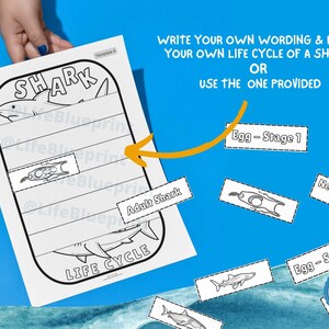 Life Cycle of a Shark Science Activity for Kids | Foldable Craft ...