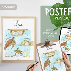 Turtle Life Cycle Unit Study | Poster, Flashcards, Lesson Plan | Nature ...