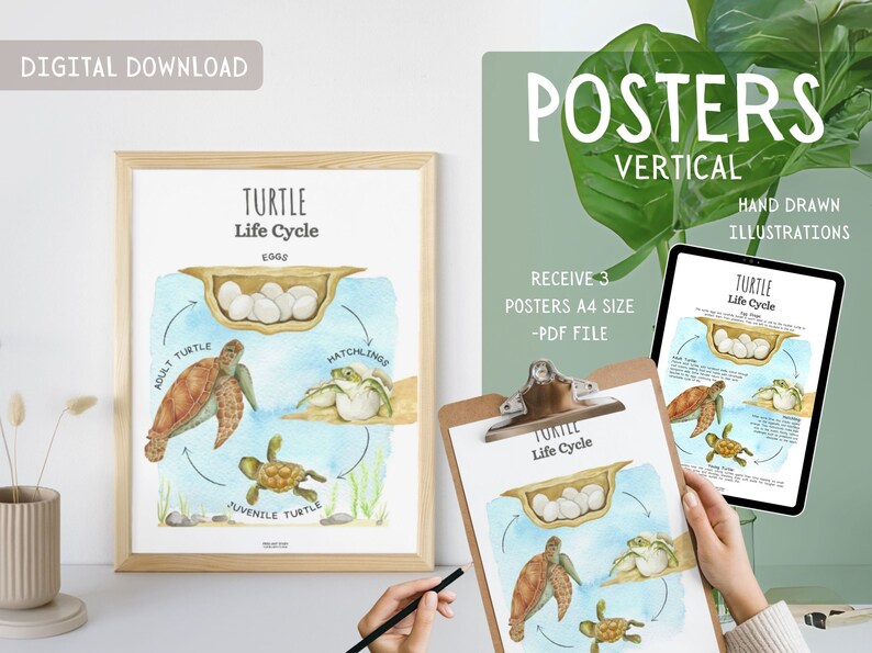 Turtle Life Cycle Unit Study Poster, Flashcards, Lesson Plan Nature ...