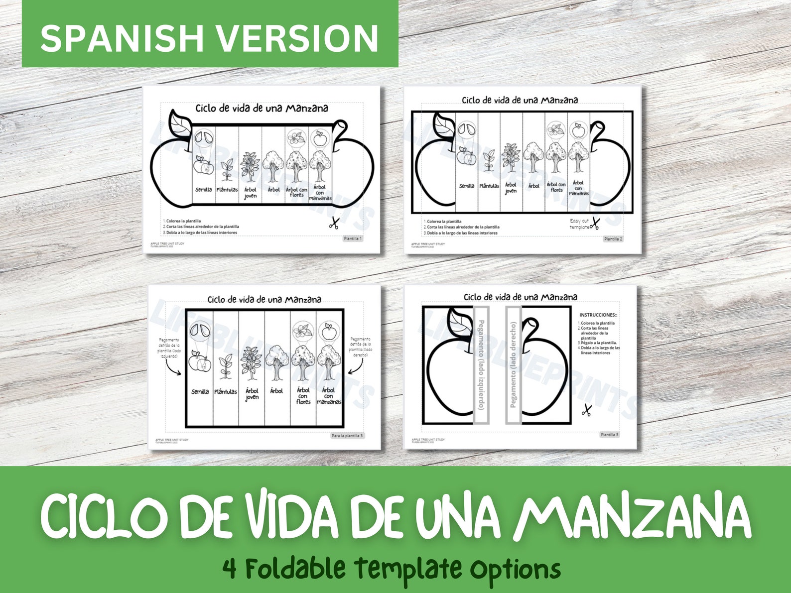 SPANISH Life Cycle of a Apple Foldable Kids' Craft Science Activity ...