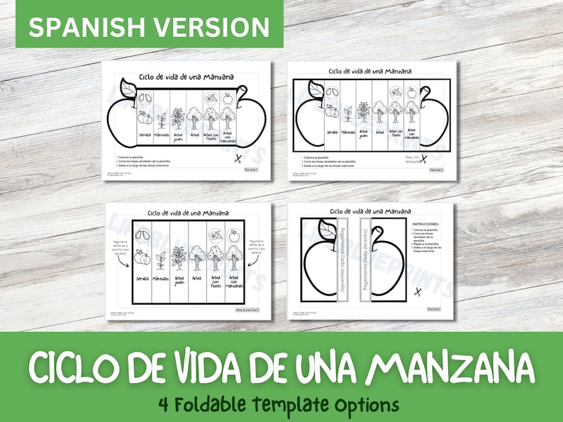 SPANISH Life Cycle of a Apple Foldable Kids' Craft Science Activity ...