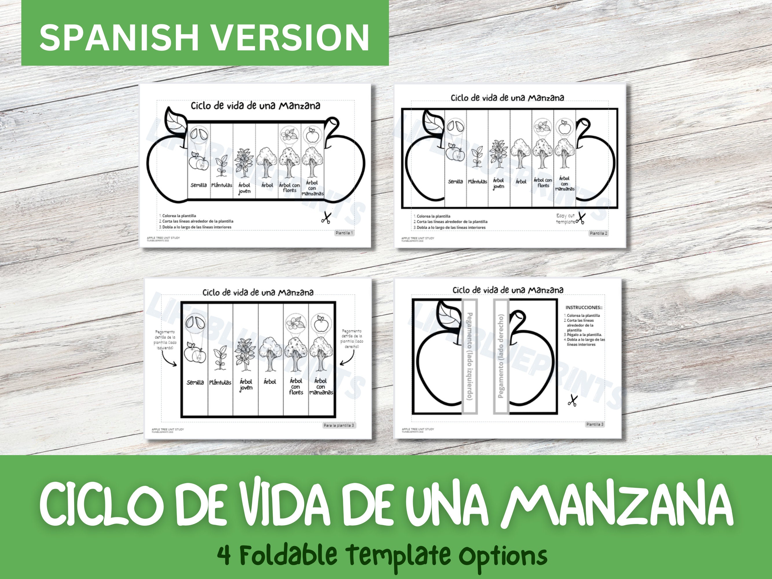 Ciclo De Vida De La Manzana Imprimible