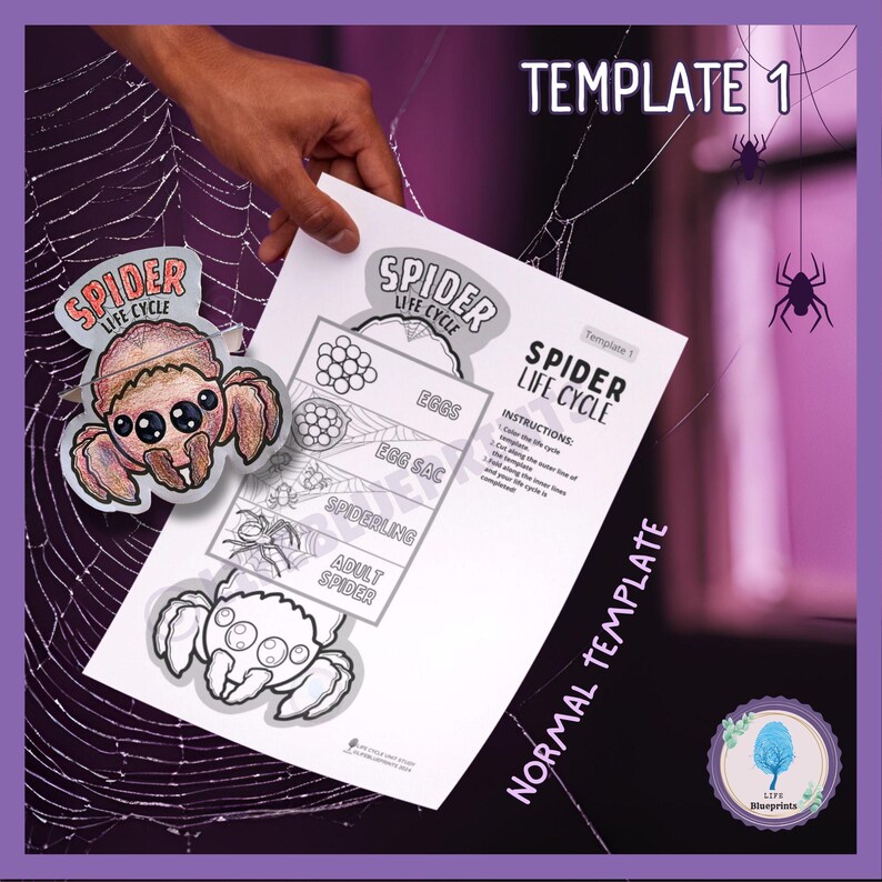 Life Cycle of a Spider Science Activity for Kids | Foldable Craft ...