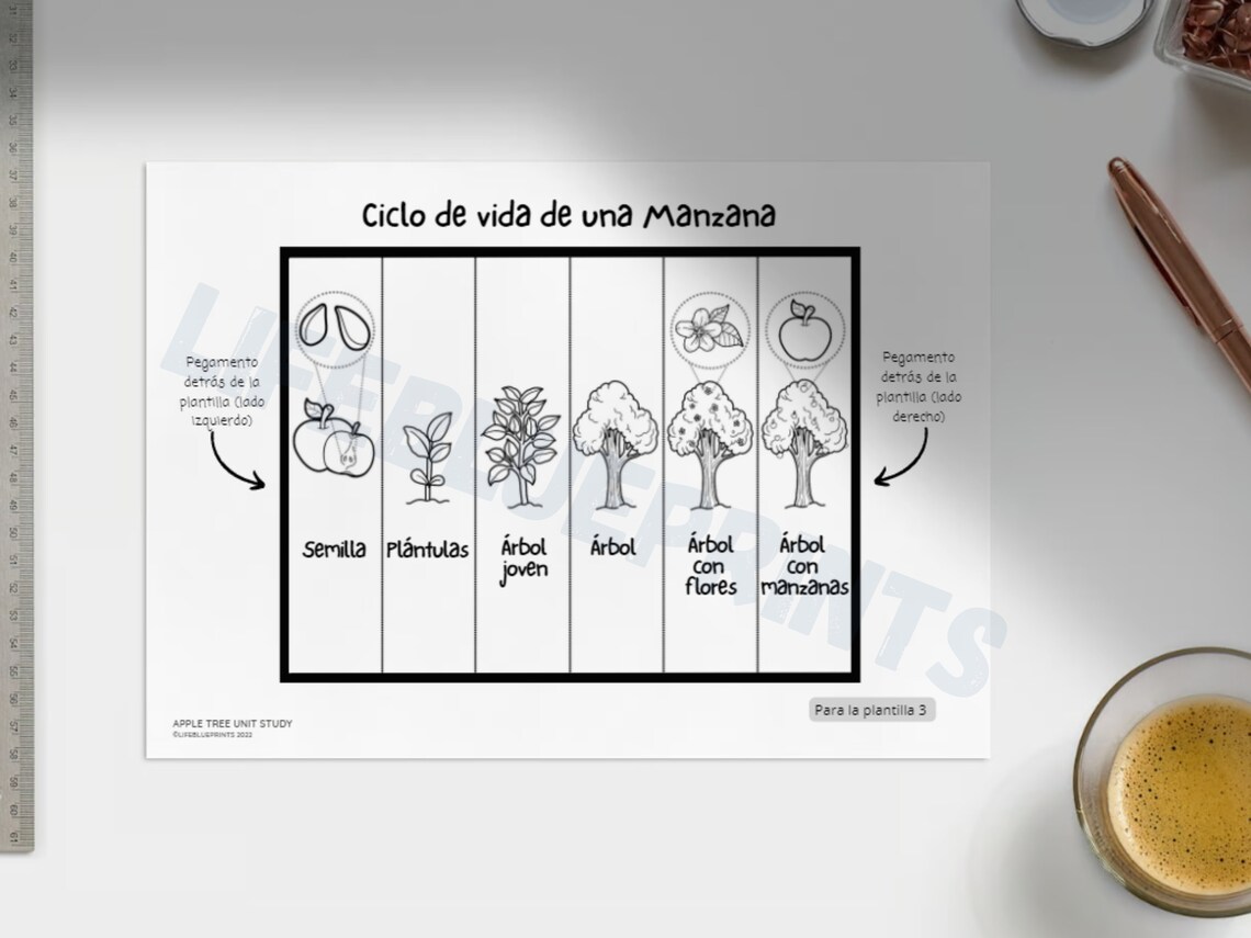 SPANISH Life Cycle of a Apple Foldable Kids' Craft Science - Etsy
