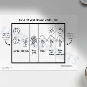 SPANISH Life Cycle of a Apple Foldable Kids' Craft Science Activity ...