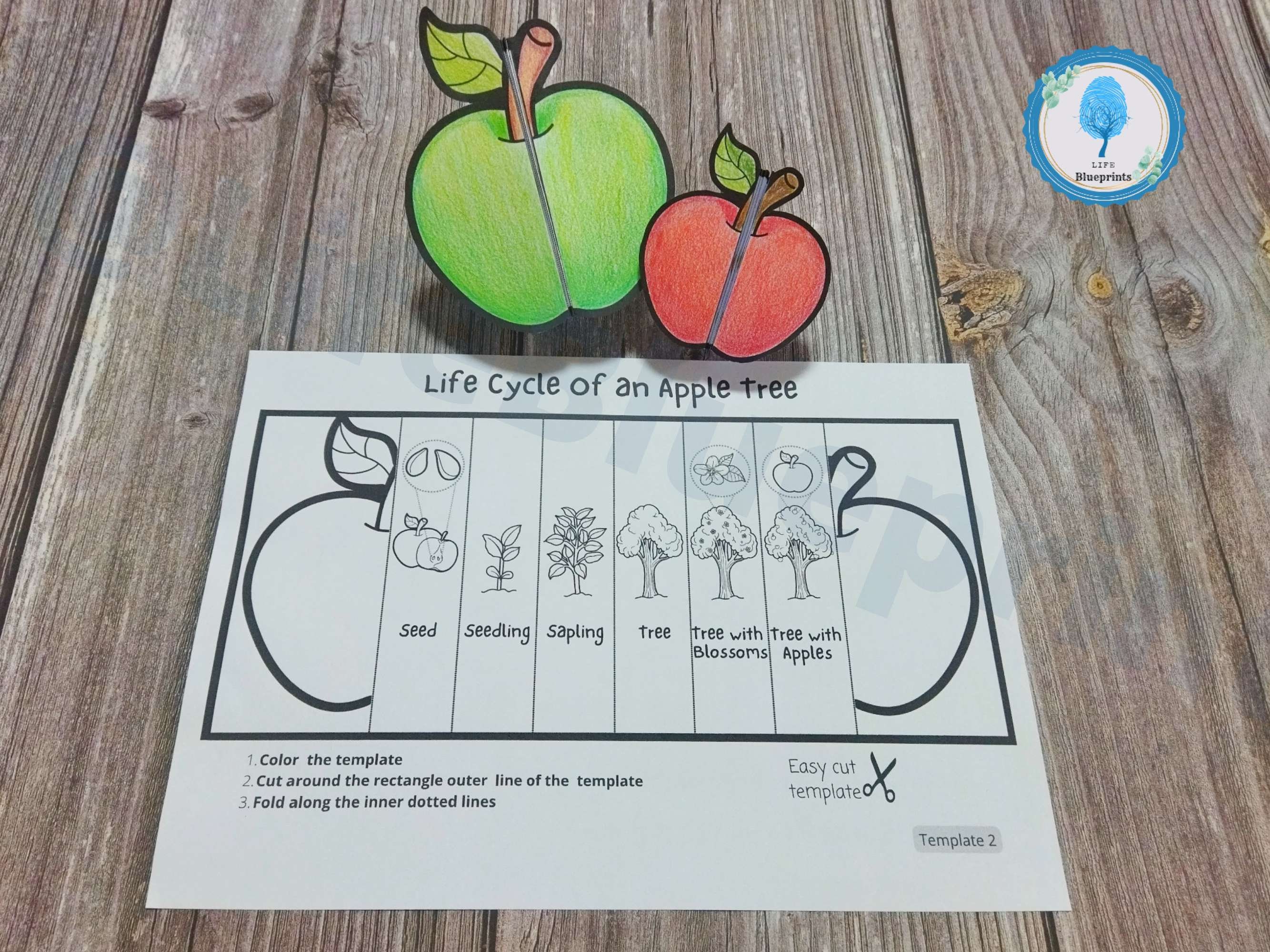 Foldable Apple Life Cycle Learning Activity for Kids | A4 and 11x8.5 ...