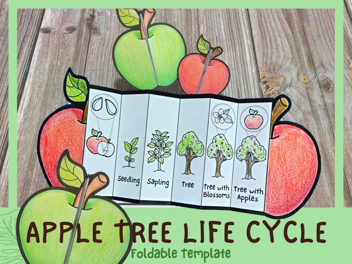Foldable Apple Life Cycle Learning Activity for Kids A4 and - Etsy