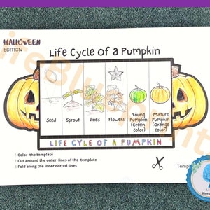 Foldable Pumpkin Life Cycle Learning Activity for Kids Halloween Nature ...