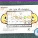 Foldable Pumpkin Life Cycle Learning Activity for Kids Halloween Nature ...
