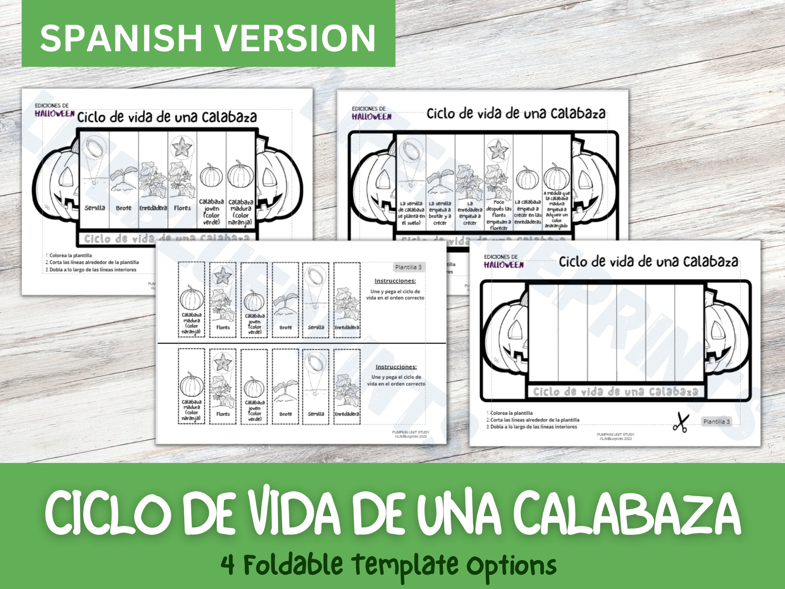 SPANISH Life Cycle of a Pumpkin Plant | Foldable Life Cycle Craft ...