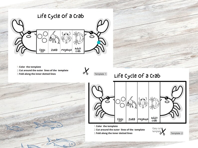 Crab Life Cycle Learning Activity for Kids A4 and 11x8.5 | Etsy