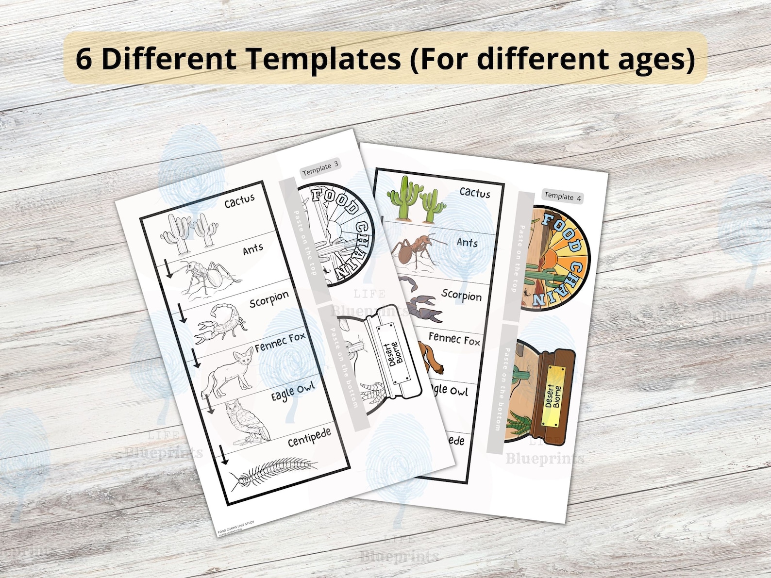 Desert Food Chains Foldable Kids' Craft | Snow Globe | Food Web ...