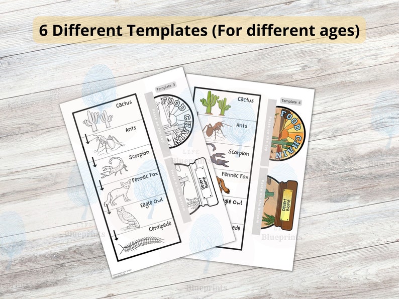 Desert Food Chains Foldable Kids' Craft | Snow Globe | Food Web ...