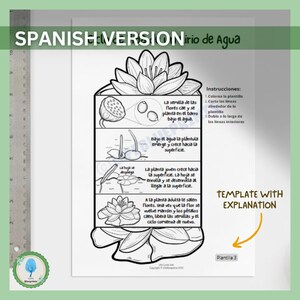 SPANISH Foldable Water Lily Life Cycle Learning Activity for Kids ...