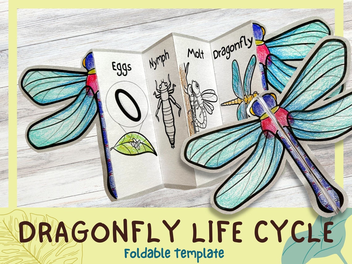 Foldable Dragonfly Life Cycle Learning Activity for Kids A4 - Etsy