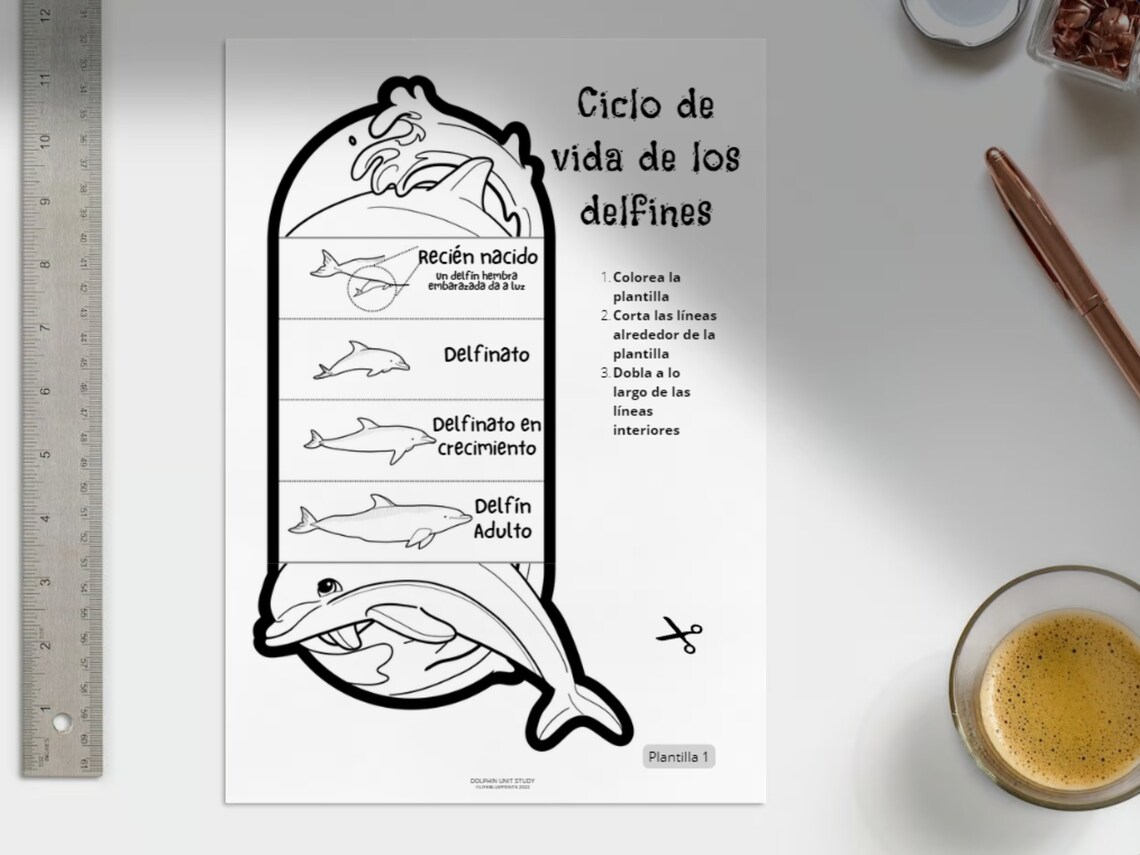 SPANISH Dolphin Life Cycle Learning Activity for Kids | A4 and 11x8.5 ...