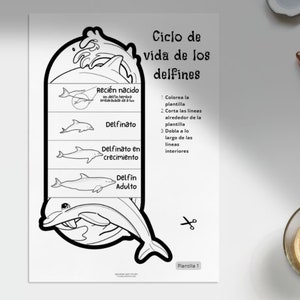 SPANISH Dolphin Life Cycle Learning Activity for Kids | A4 and 11x8.5 ...