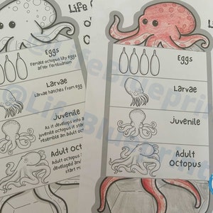 Foldable Octopus Life Cycle Learning Activity for Kids | A4 and 11x8.5 ...