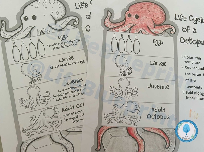 Foldable Octopus Life Cycle Learning Activity for Kids A4 and 11x8.5 ...