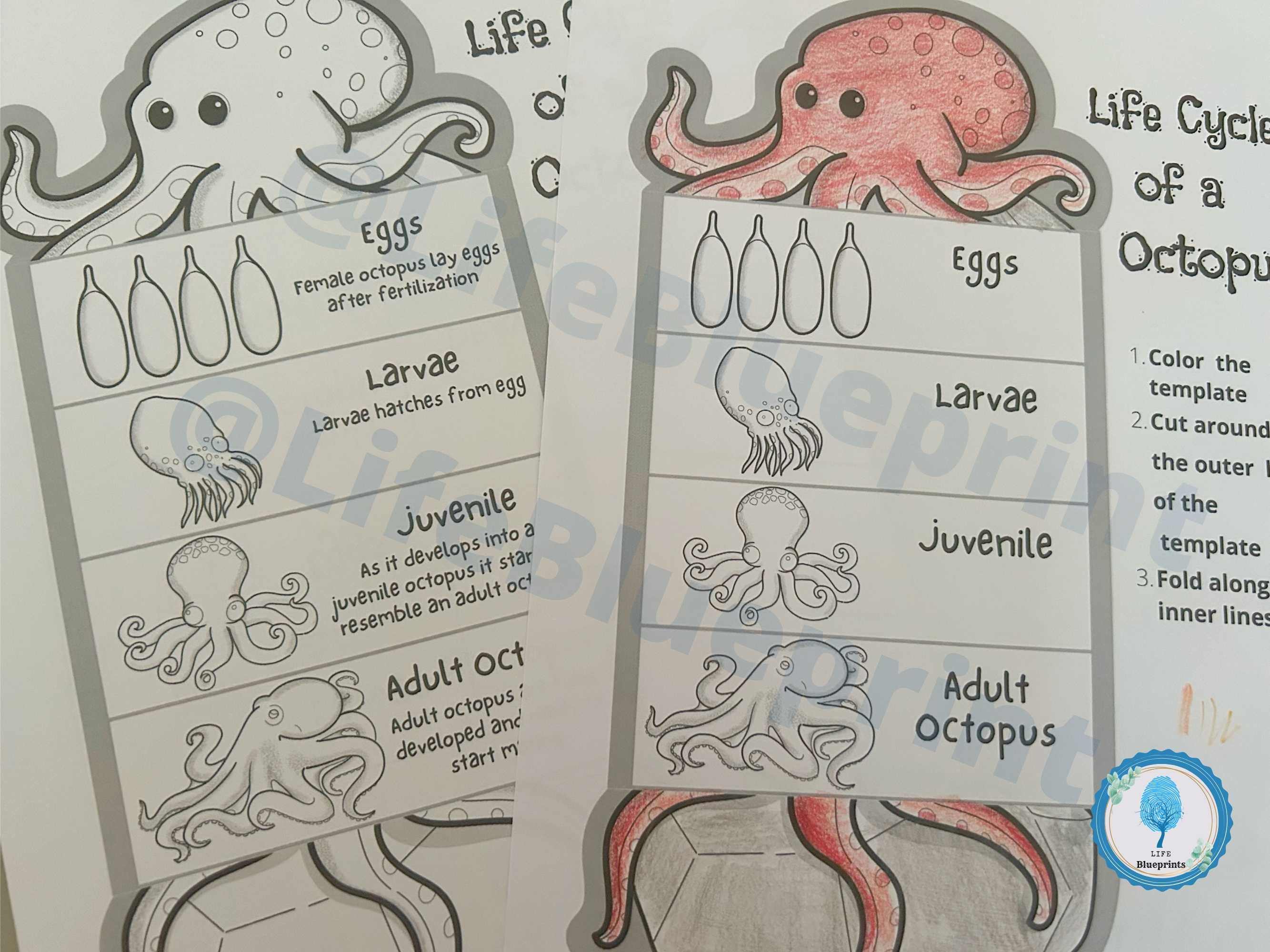 Foldable Octopus Life Cycle Learning Activity for Kids A4 and 11x8.5 ...
