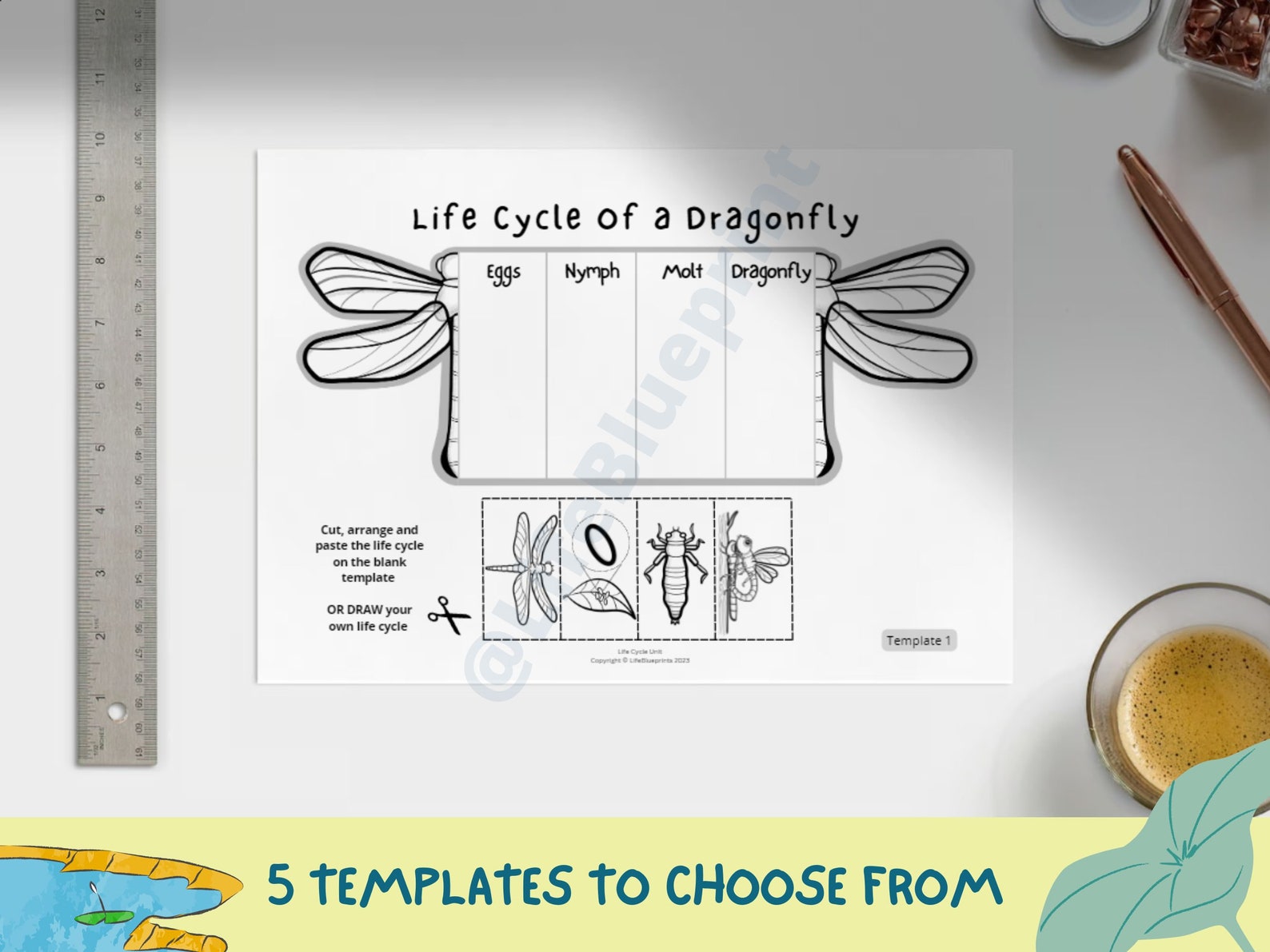 Foldable Dragonfly Life Cycle Learning Activity for Kids A4 and 11x8.5 ...