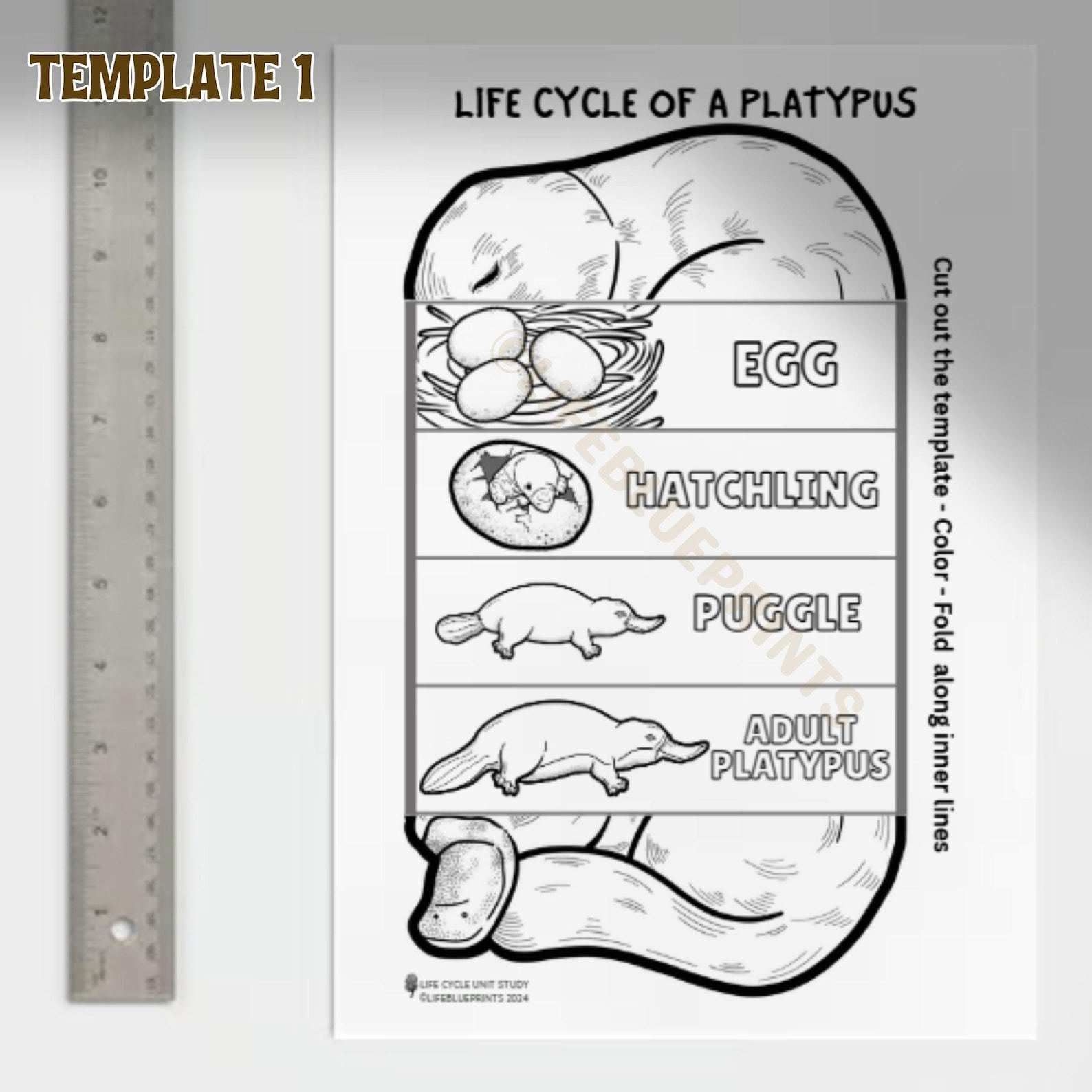 Platypus Life Cycle Science Activity for Kids | Foldable Craft ...