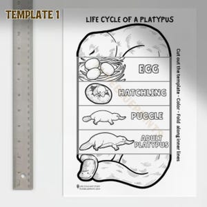 Platypus Life Cycle Science Activity for Kids | Foldable Craft ...