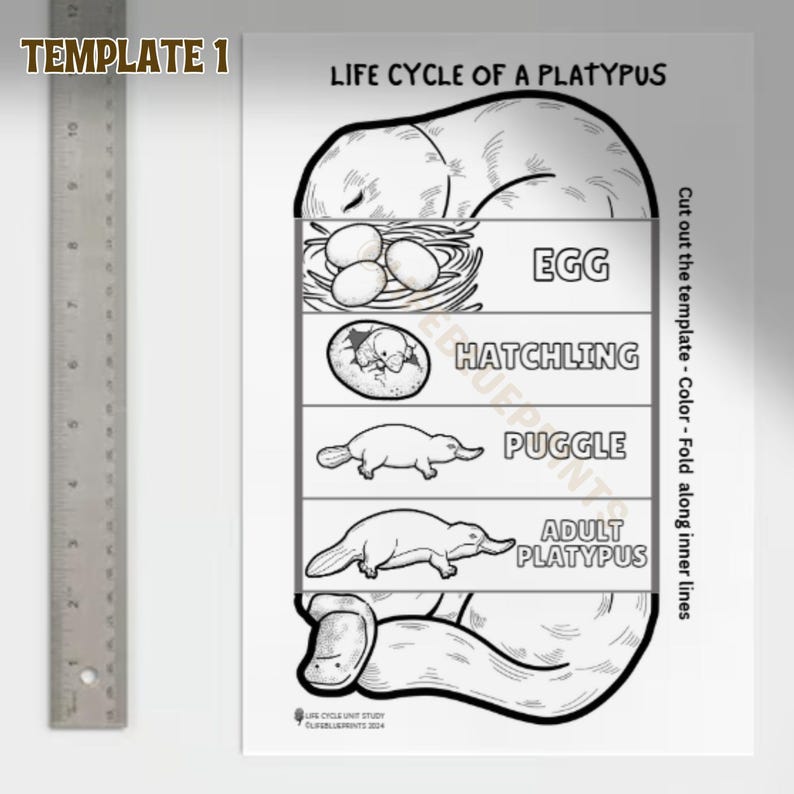 Platypus Life Cycle Science Activity for Kids | Foldable Craft ...