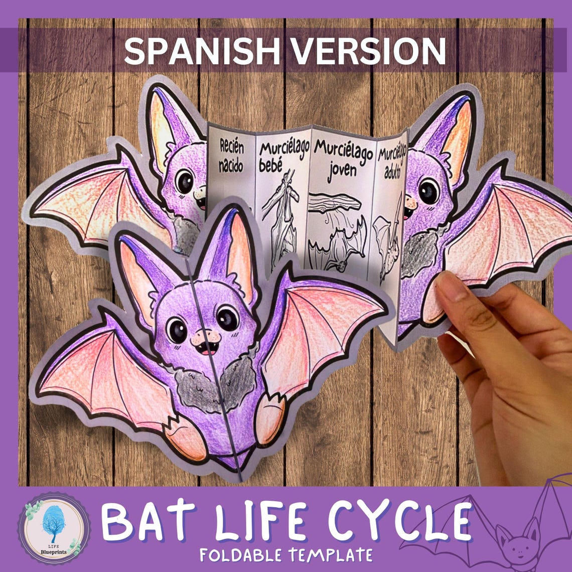 SPANISH Life Cycle of a Bat Science Activity for Kids Foldable Craft ...