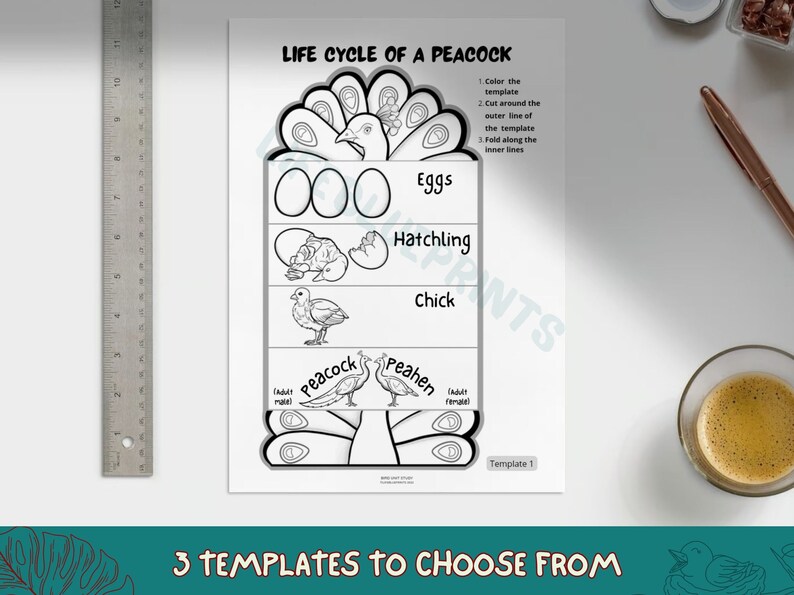 Foldable Peacock Life Cycle Learning Activity for Kids Bird Unit Study ...